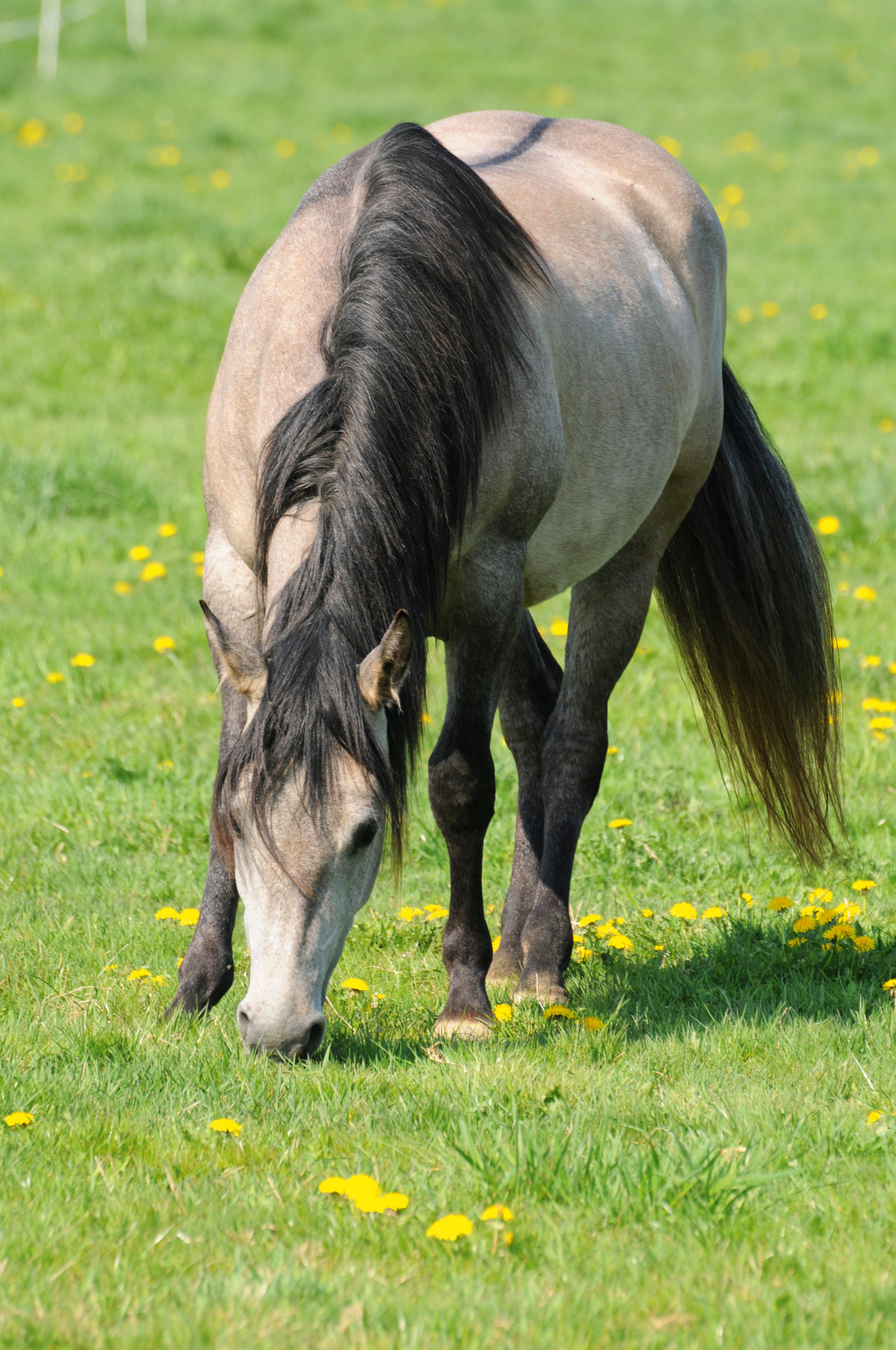 Füttern und Futtern - Quarter Horse Journal