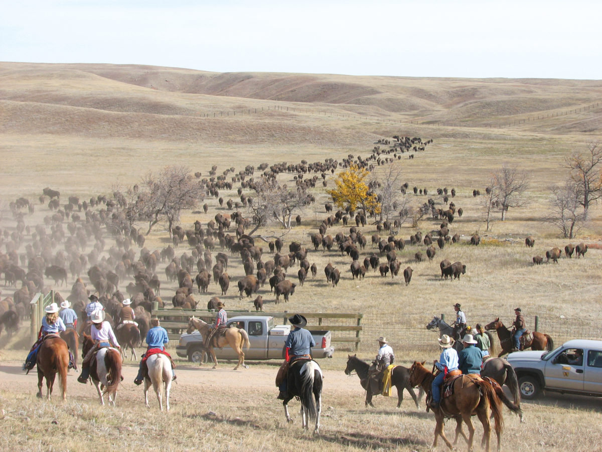 10 Reiseziele für Western-Fans in den USA - Quarter Horse Journal