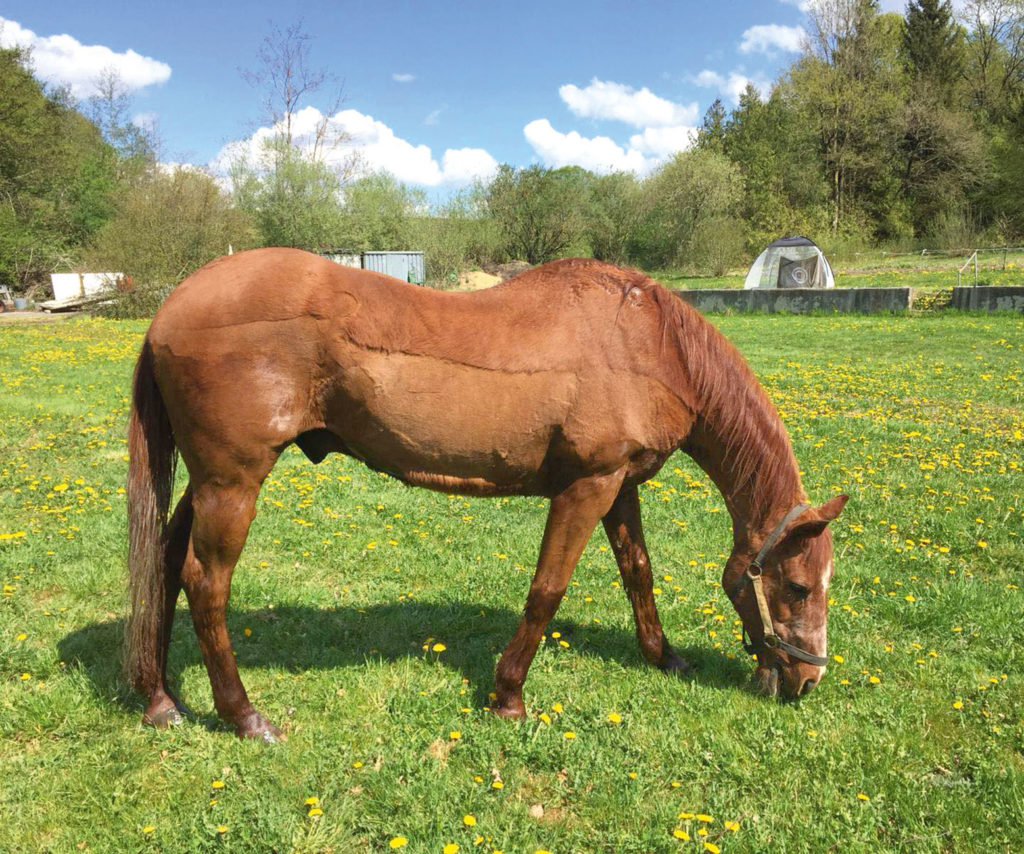 Mein ganz besonderes American Quarter Horse: Docs Okie Heim - Quarter ...