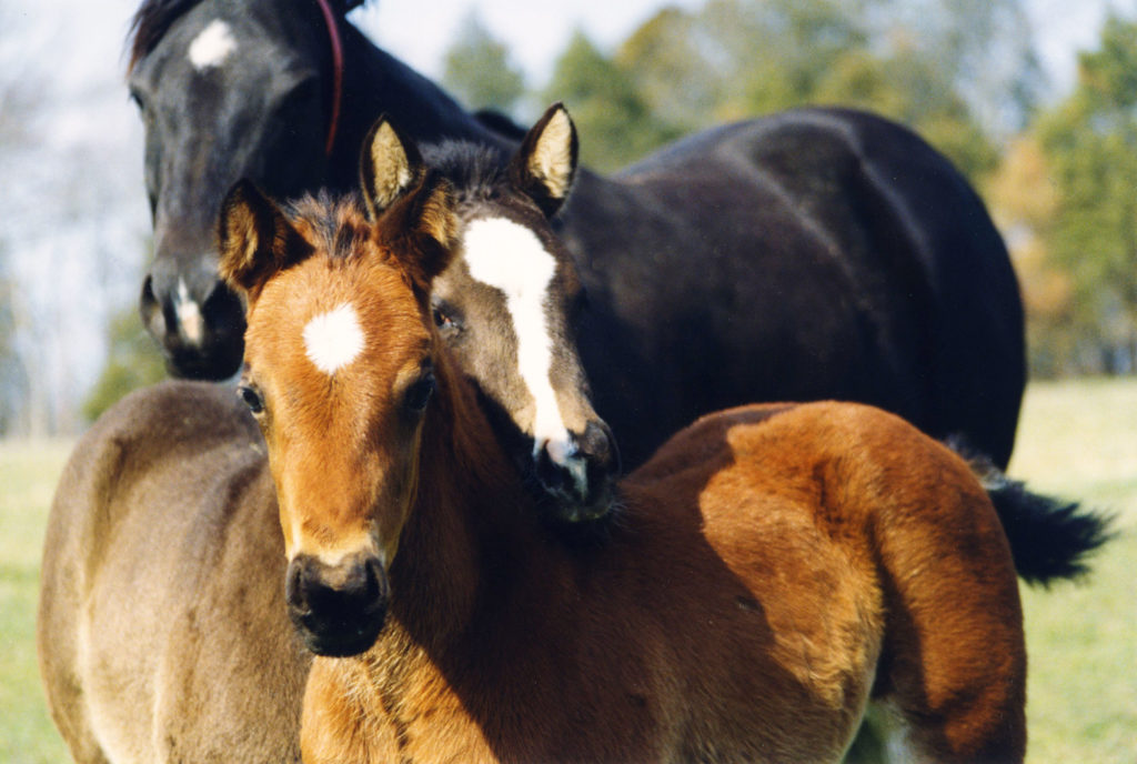 Herda - Quarter Horse Journal