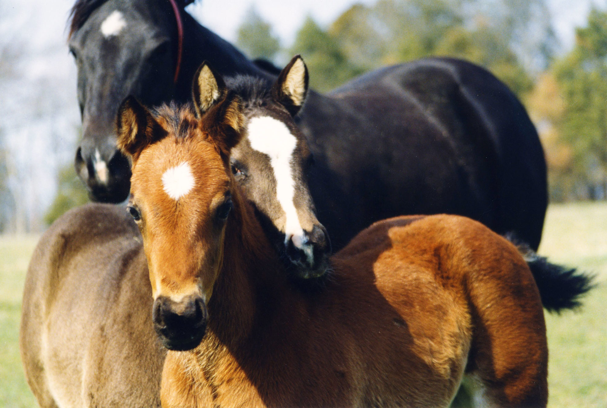 Herda - Quarter Horse Journal