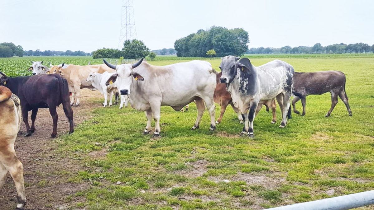 Real Cattle for Real Cowboys - Quarter Horse Journal