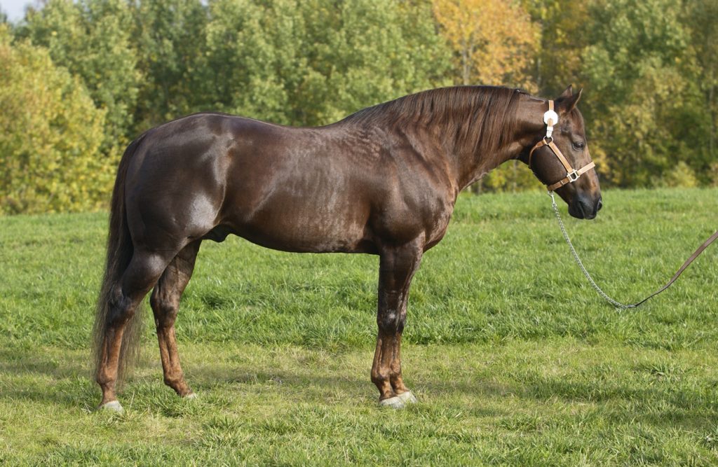 Herda › Quarter Horse Journal