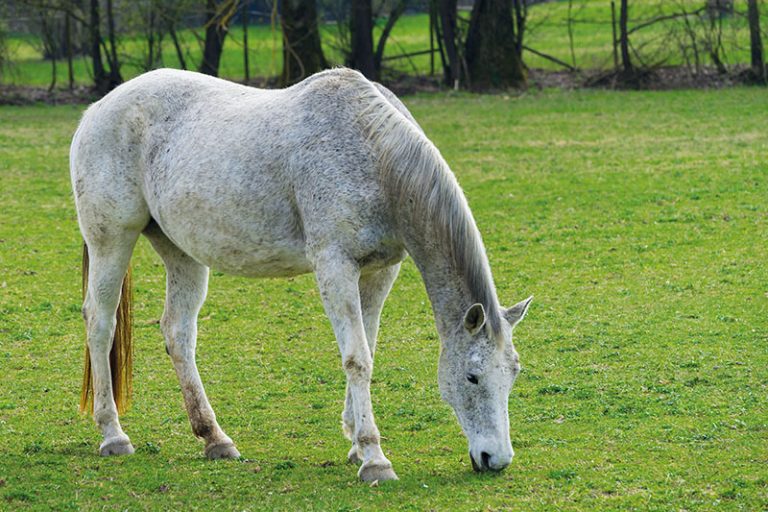 Anweiden kurz und knapp - Quarter Horse Journal